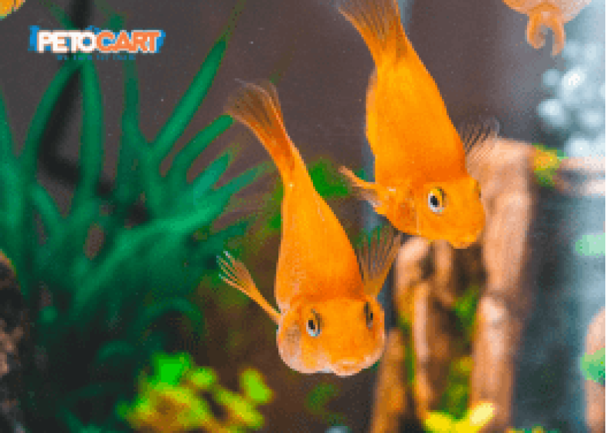10 Key Tips to Keeping a Healthy Aquarium – Petocart