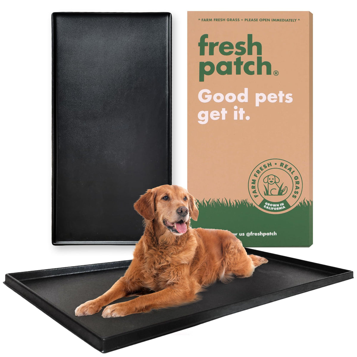 Fresh Patch Plastic Tray For Xl Real Grass Pee And Potty Training Pads ...