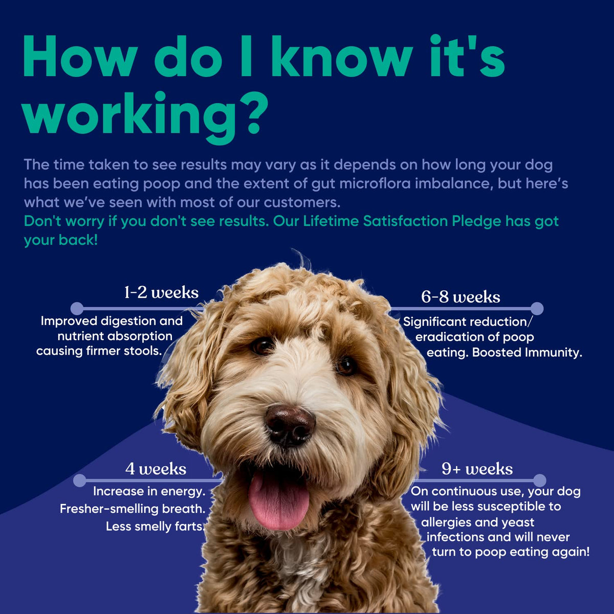 Vetrinex Labs Coprophagia Poop Eating Deterrent & Prevention, Stop ...