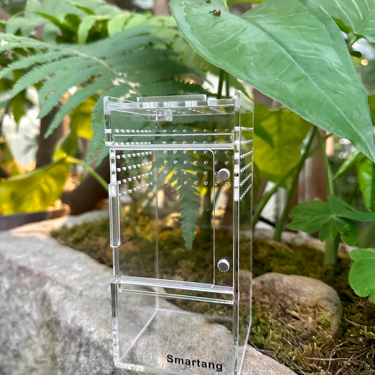 Jumping Spider Enclosure,Arboreal Tarantula Enclosure,Spider Habitat,P ...