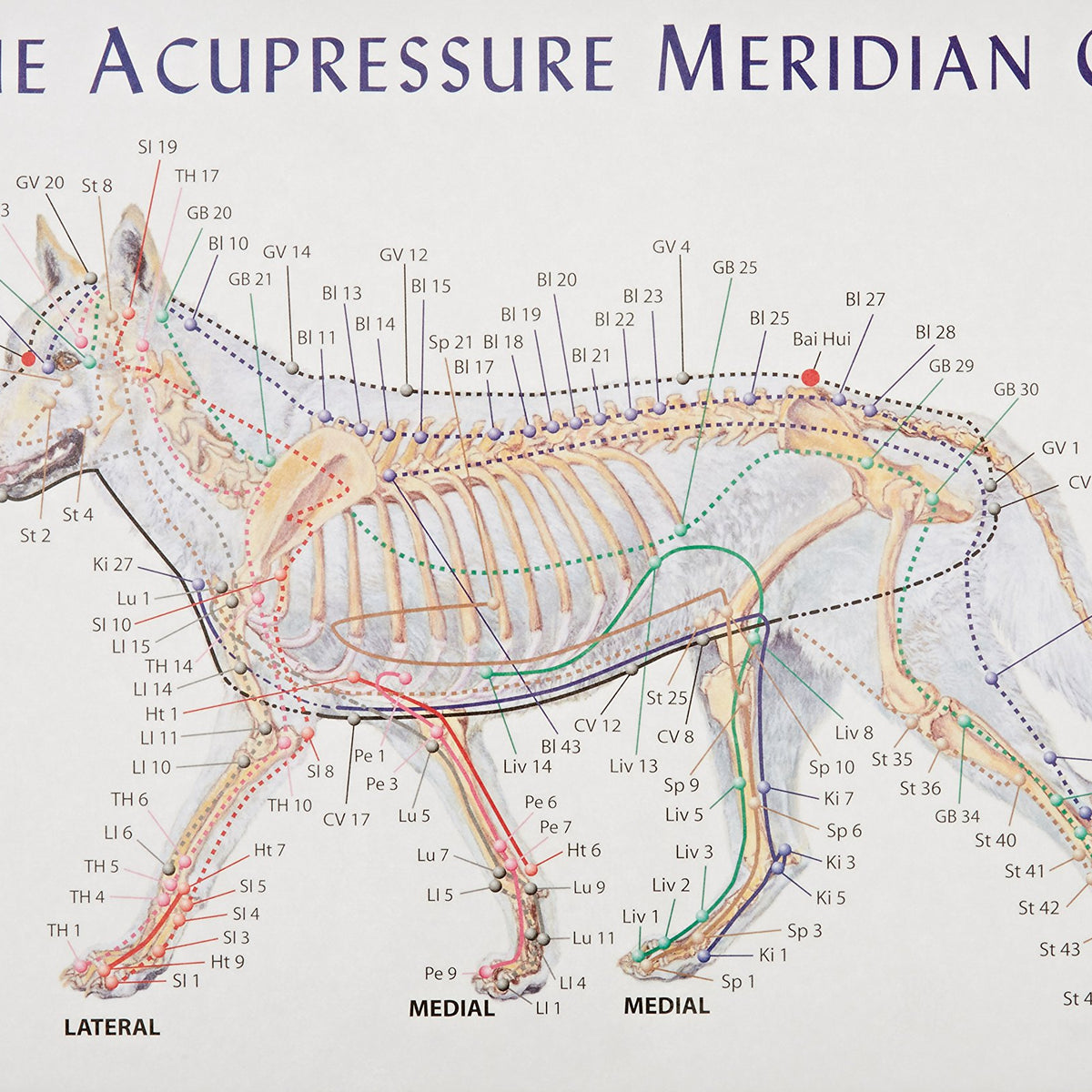 Canine Meridian Acupressure Chart – Petocart